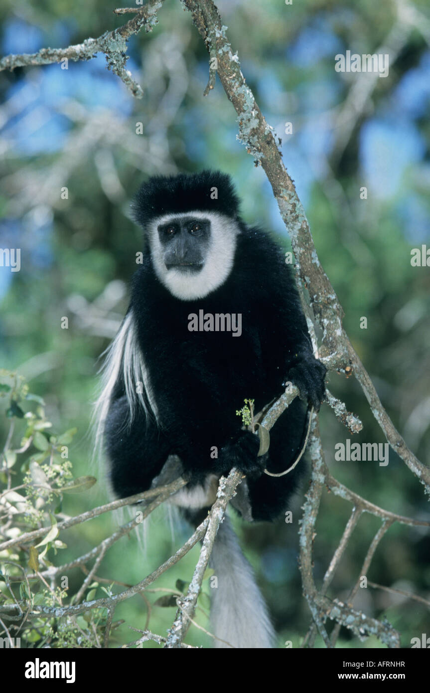 Colobus African Monkey – Colobus Species – ICFW