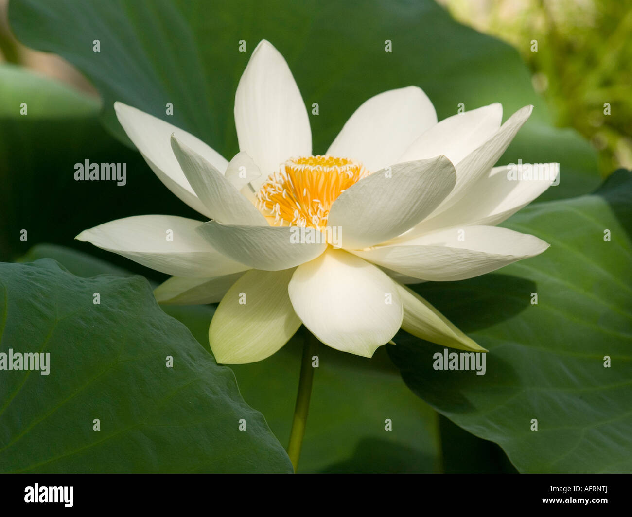 Sacred white lotus flower Nelumbo nucifera Nelumbonaceae Stock Photo ...
