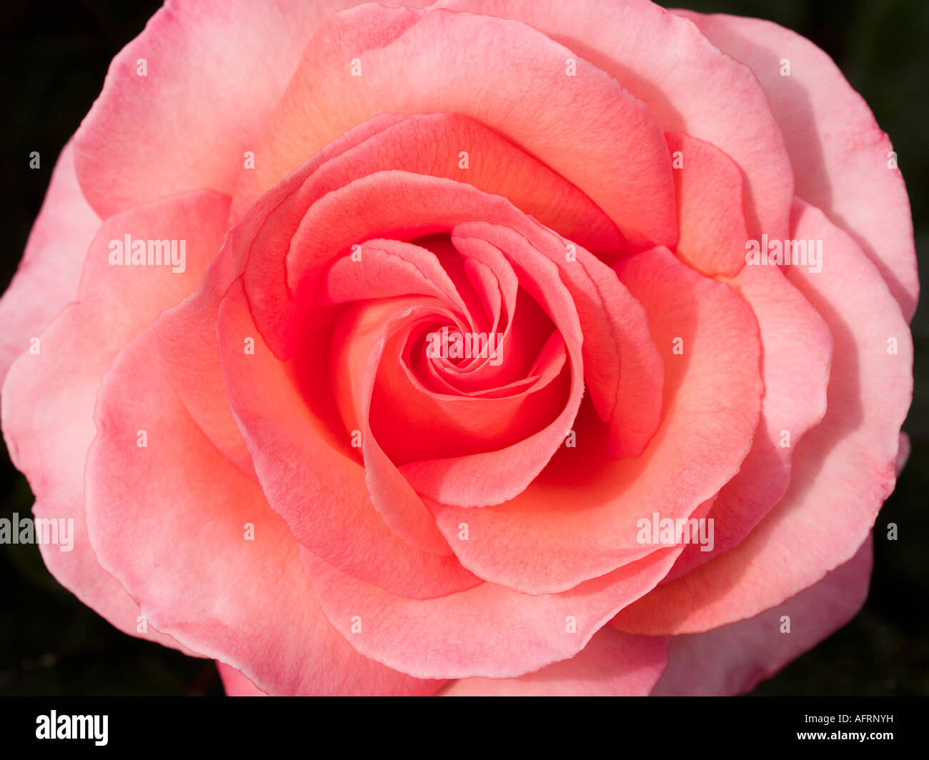 Close up of pink and apricot toned rose bloom Rosa Paddy Stephens Stock ...