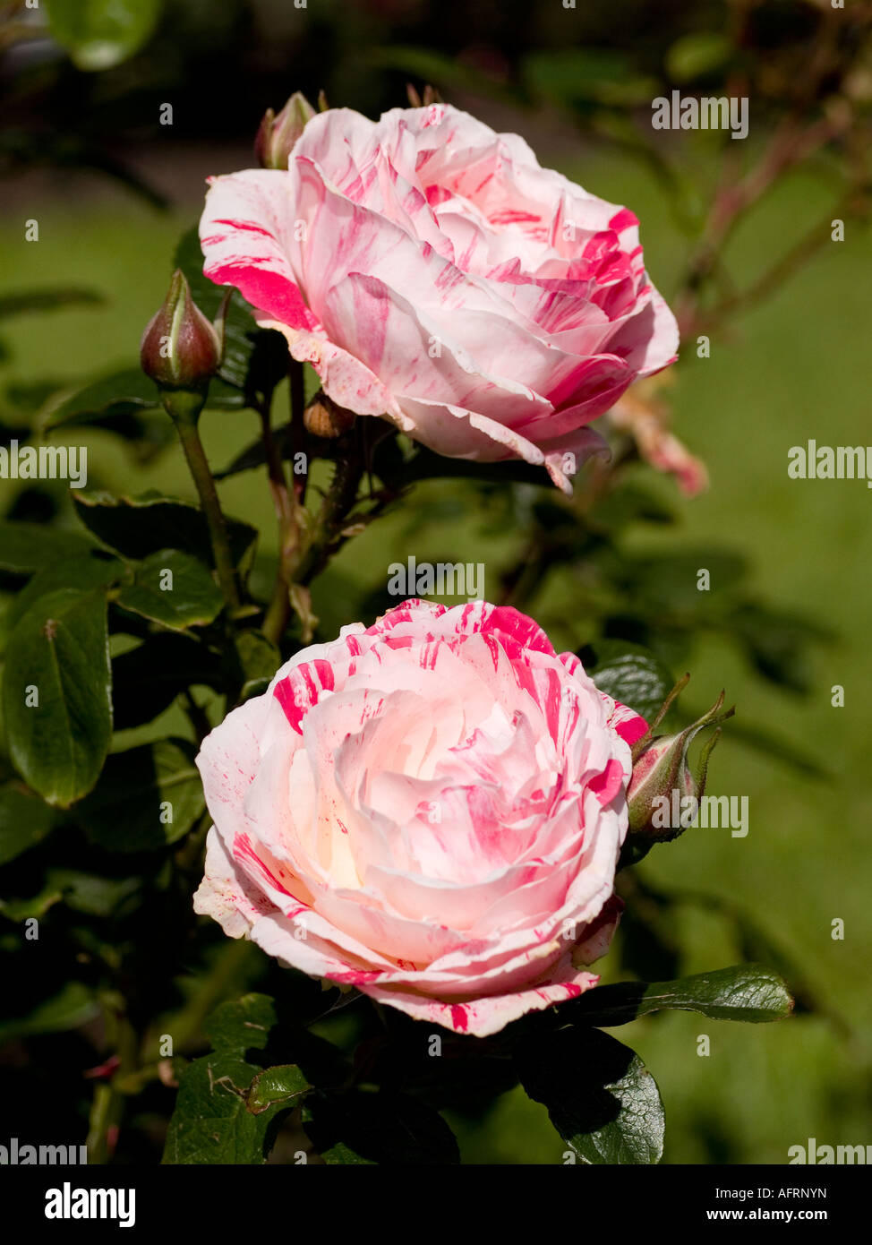 2 red and white striped rose flowers and rosebuds Rosa Scentimental ...