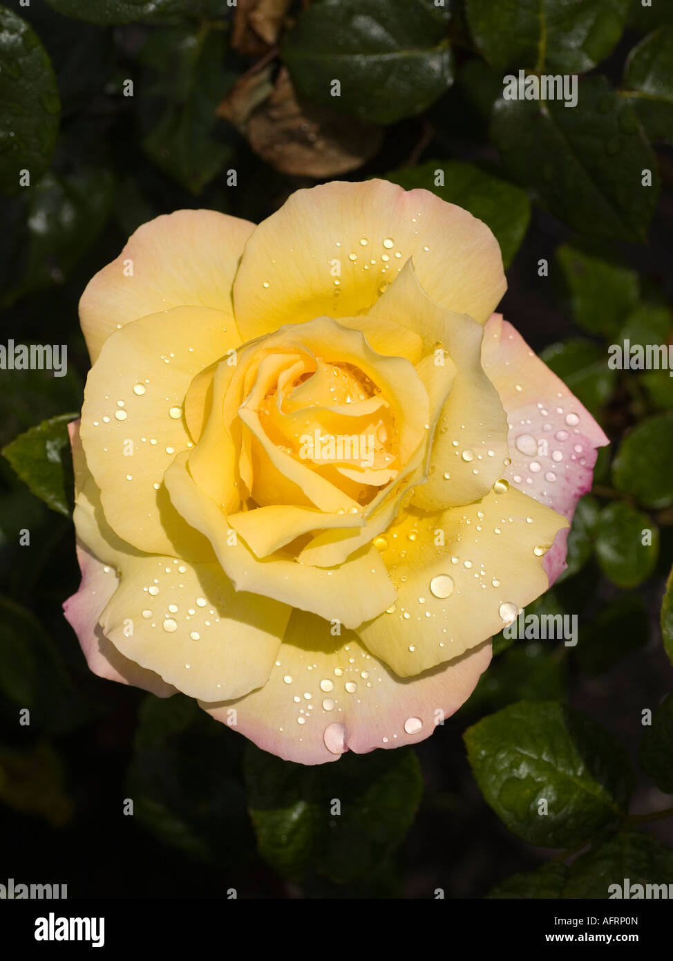 Large pale yellow rose flower suffused with creamy pink Rosa Peace ...