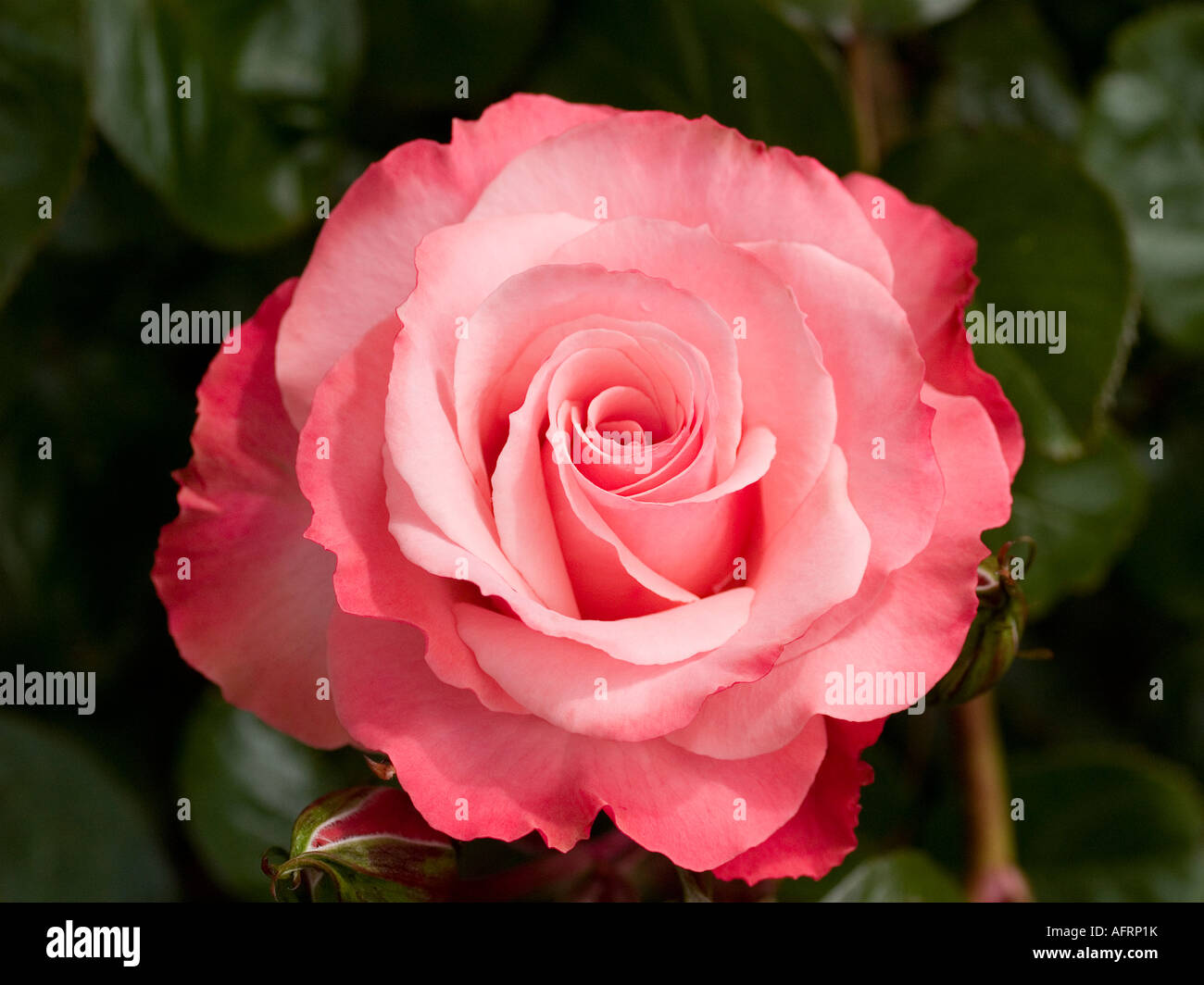 Red and pink rose suffused flower Rosa Reflections Stock Photo - Alamy