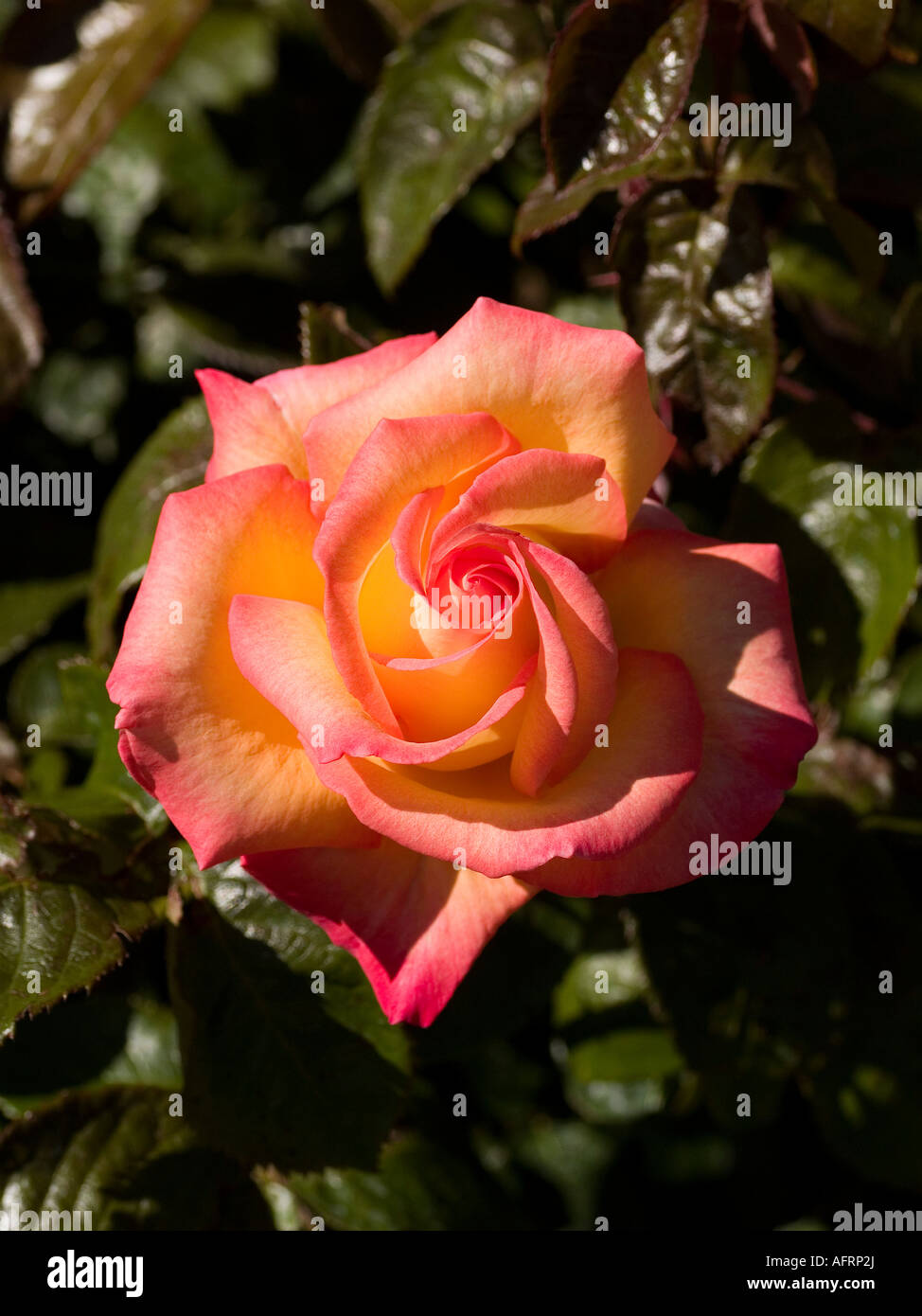Coral pink hybrid tea rose hi-res stock photography and images - Alamy