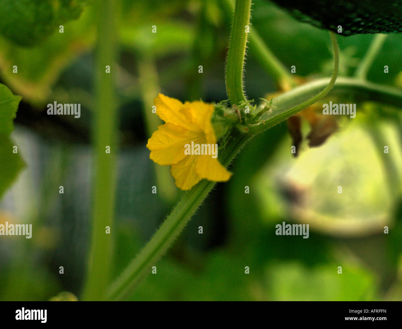 Telegraph Cucumber in Flower Greenhouse Cheam Surrey England Stock ...