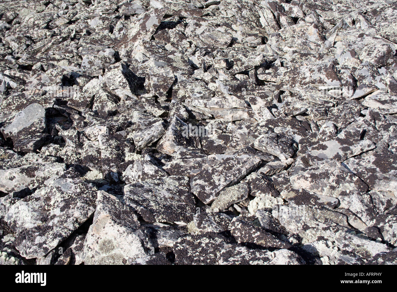 lifeless rocky top of mountain with dry lichen over stones as a ...