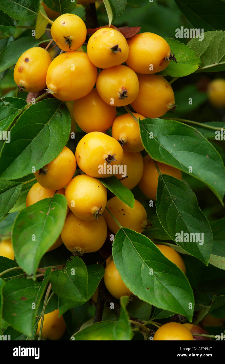 Malus x Zumi Golden Hornet Stock Photo - Alamy