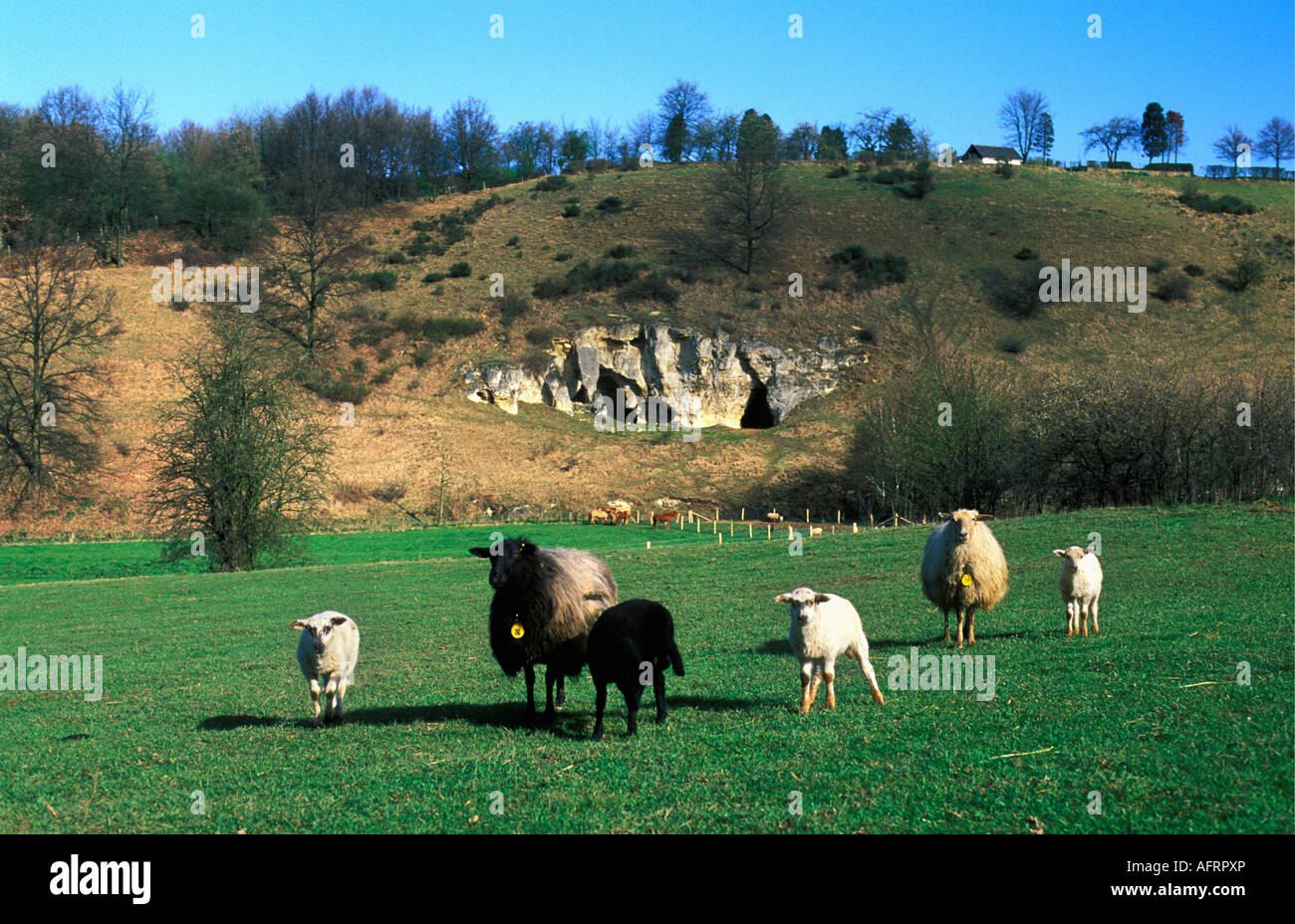 Netherlands Bemelen Sheep and in background caves Stock Photo - Alamy