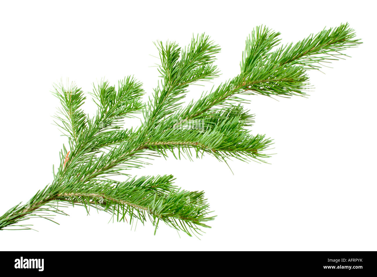 Fir tree branch hi-res stock photography and images - Alamy