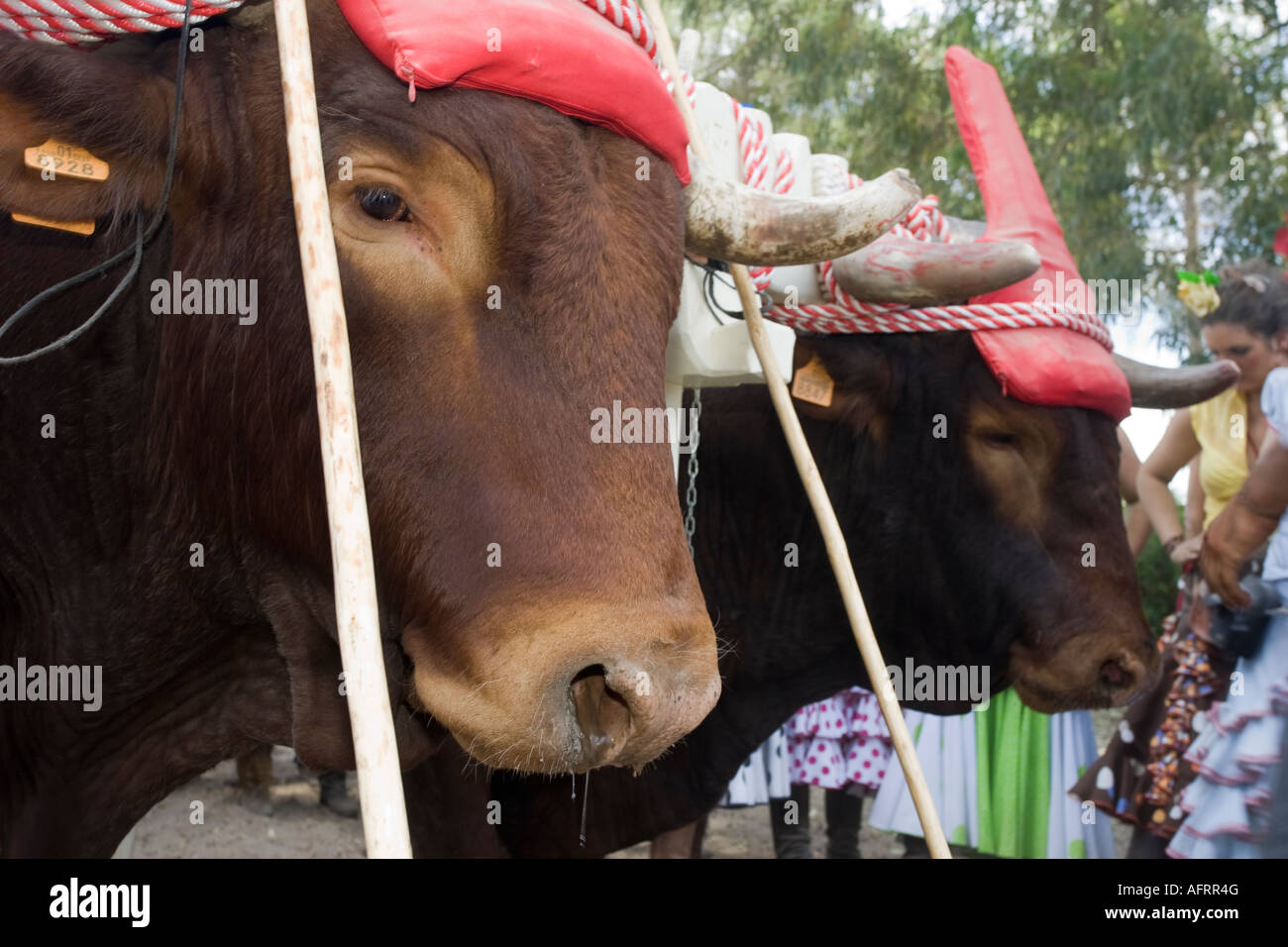 Oxens hi-res stock photography and images - Alamy
