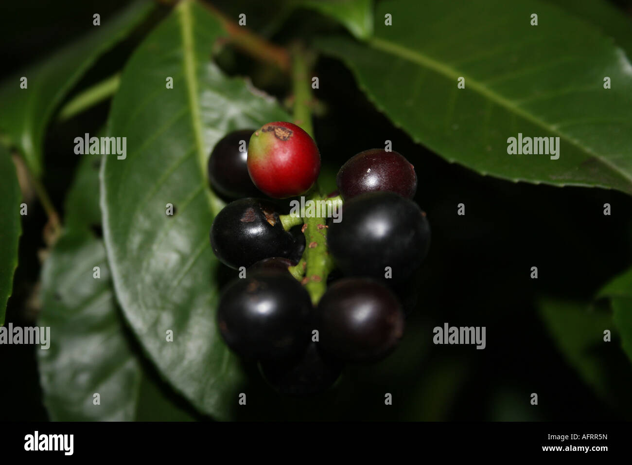 Berried hi-res stock photography and images - Alamy