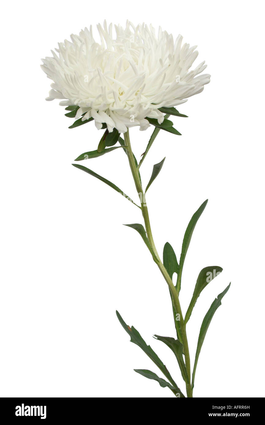 Beautiful white Aster isolated on white Stock Photo - Alamy