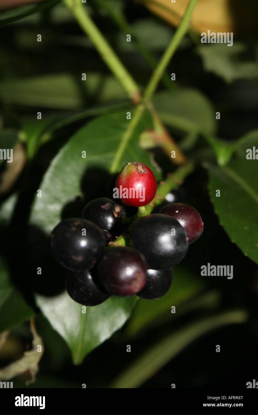 Berried plants hi-res stock photography and images - Alamy
