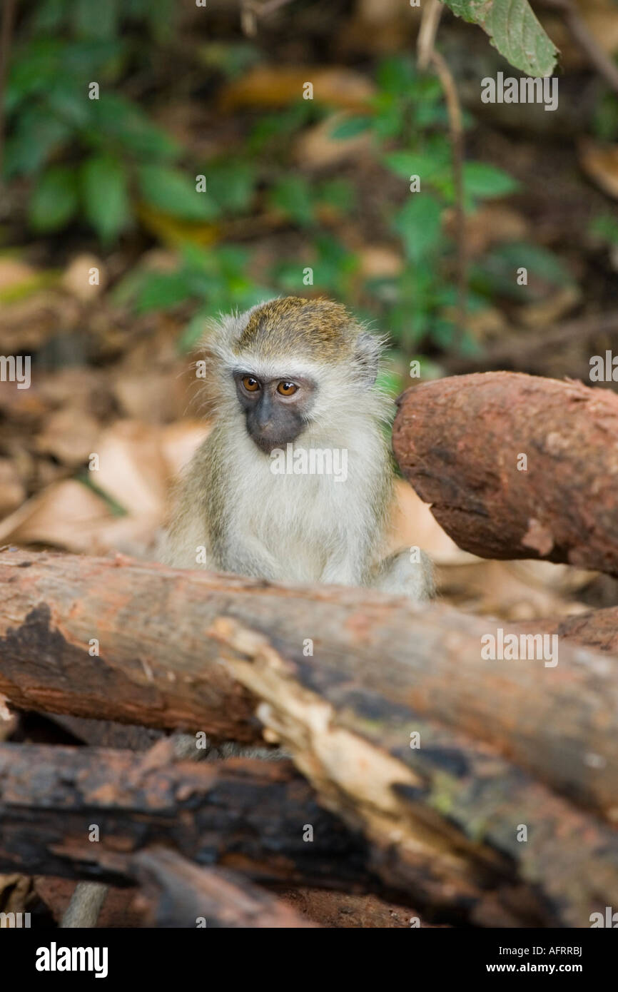 Baby Vervet monkey Cercopithecus aethiops in the Kilombero Valley ...