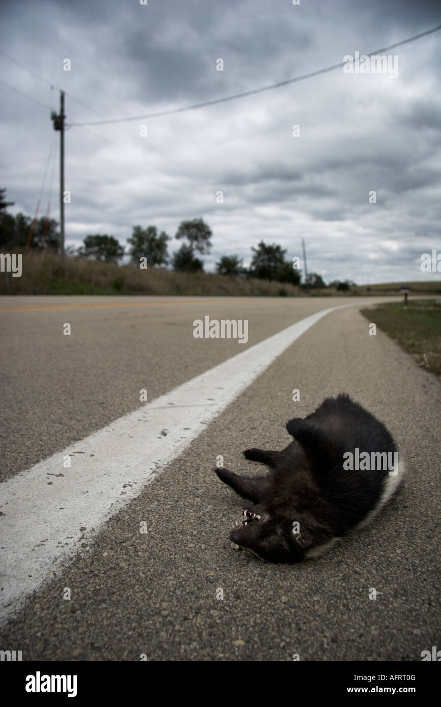 Skunk roadkill hi-res stock photography and images - Alamy