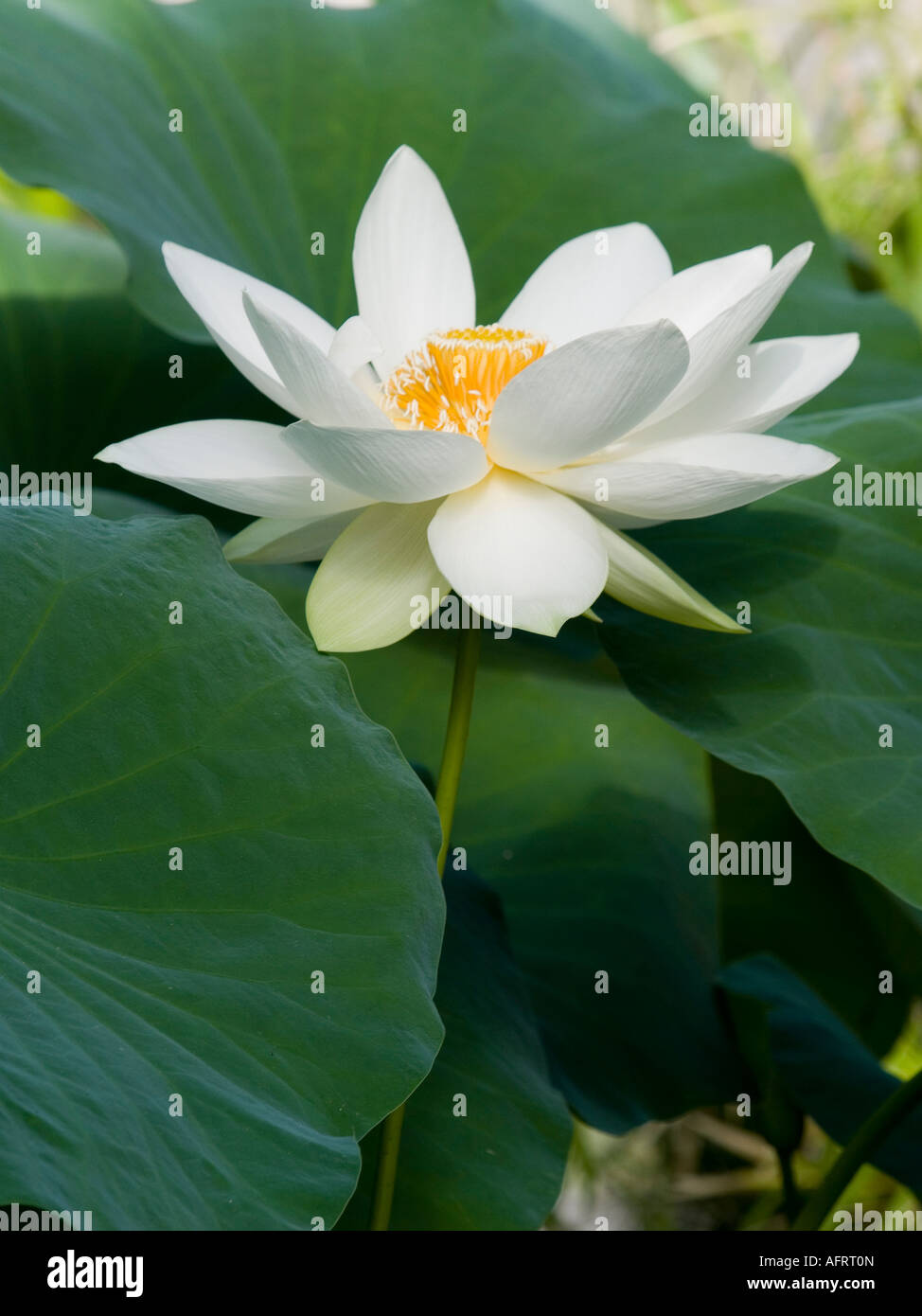 Sacred white lotus flower and leaves Nelumbo nucifera Nelumbonaceae ...