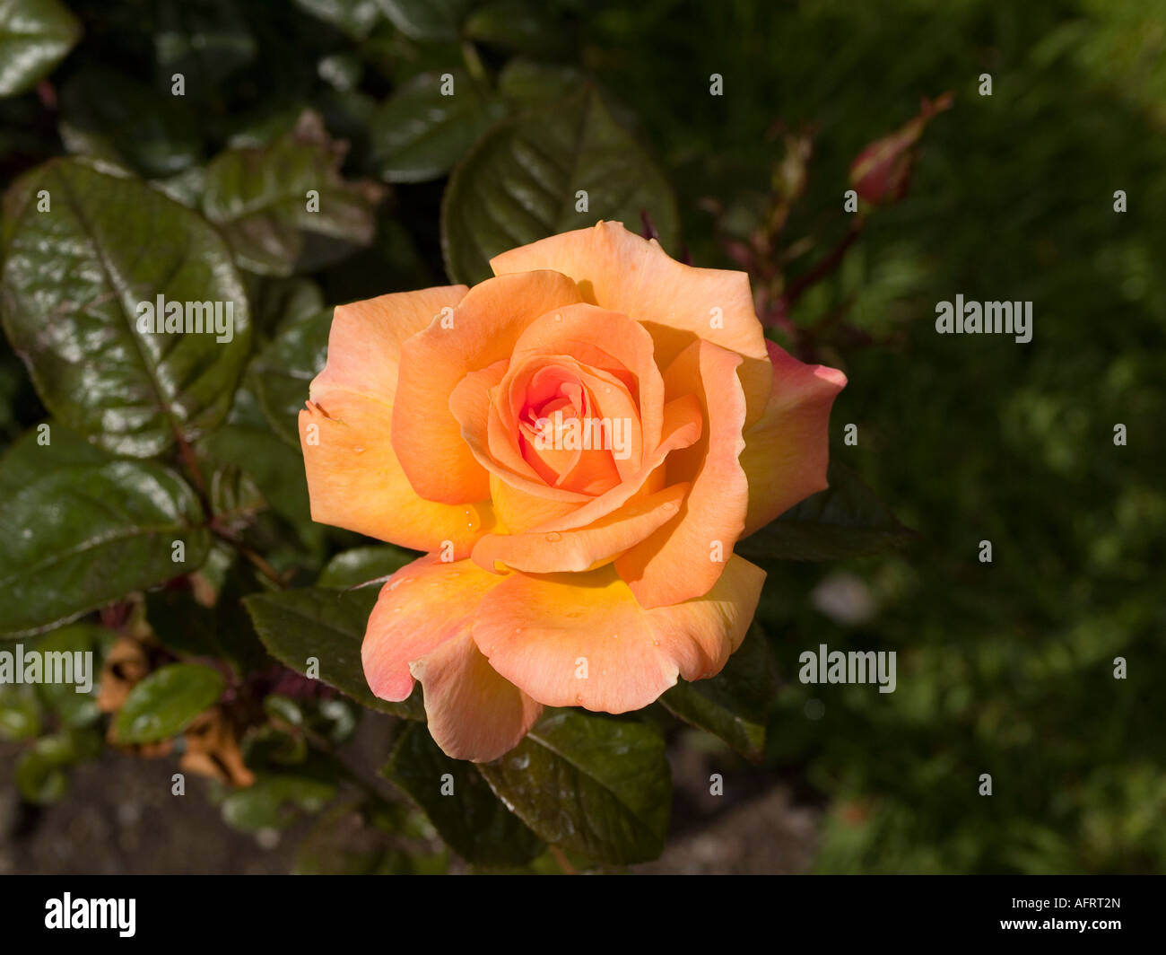 Apricot orange rose flower Rosa City of Auckland Stock Photo - Alamy