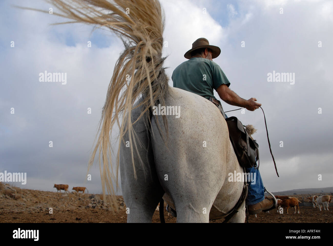 An Israeli cattle herder mounted on a horse in the Golan heights ...