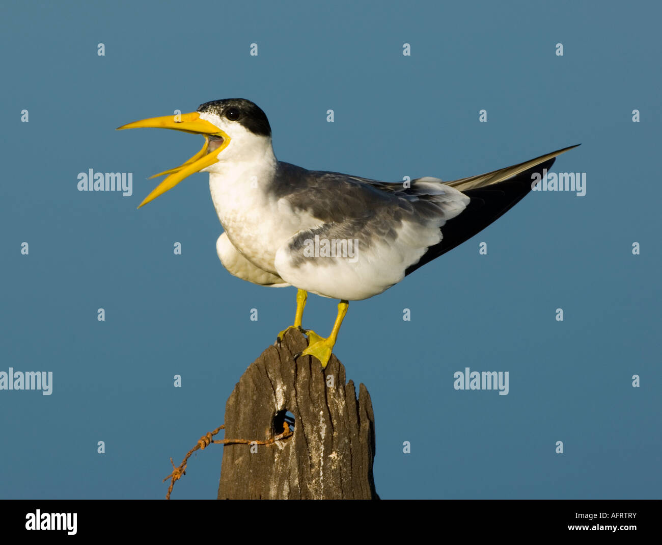 Large-billed Tern Phaetusa simplex Pantanal Brazil Stock Photo - Alamy