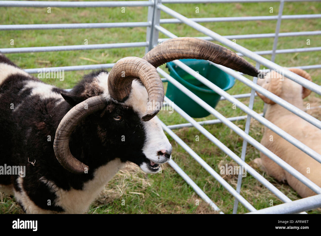 Jacobs sheep hi-res stock photography and images - Alamy
