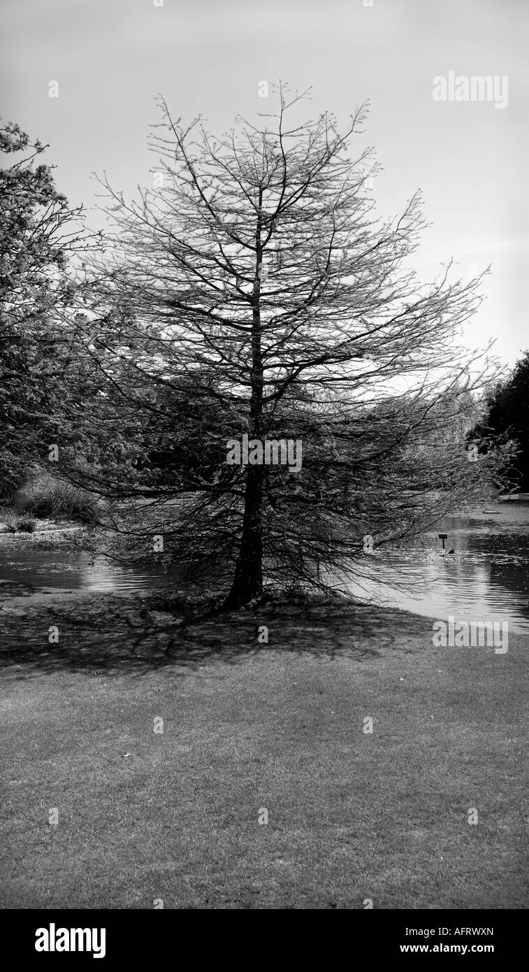 Black and white tree Stock Photo - Alamy