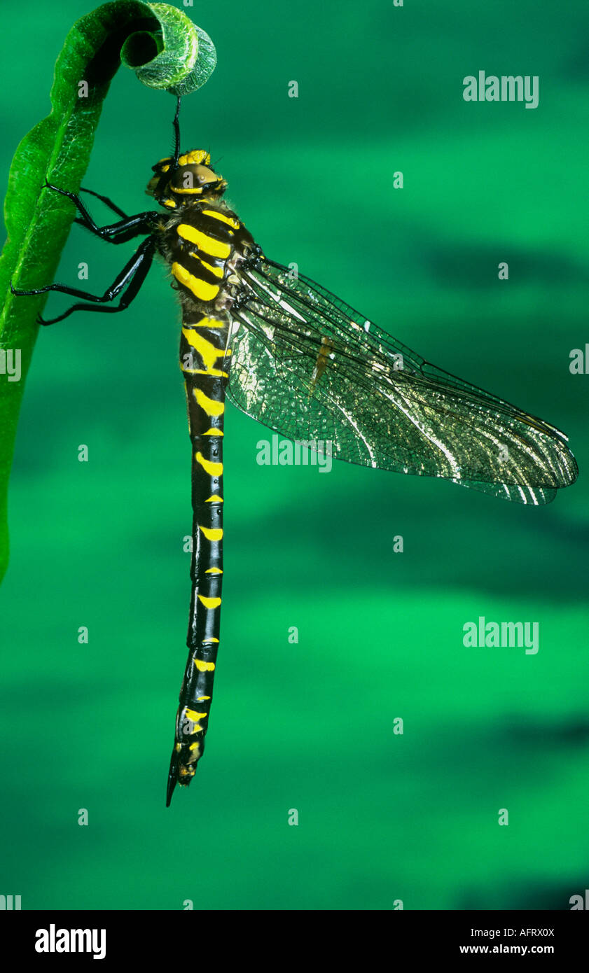 Golden ringed dragonfly Stock Photo - Alamy