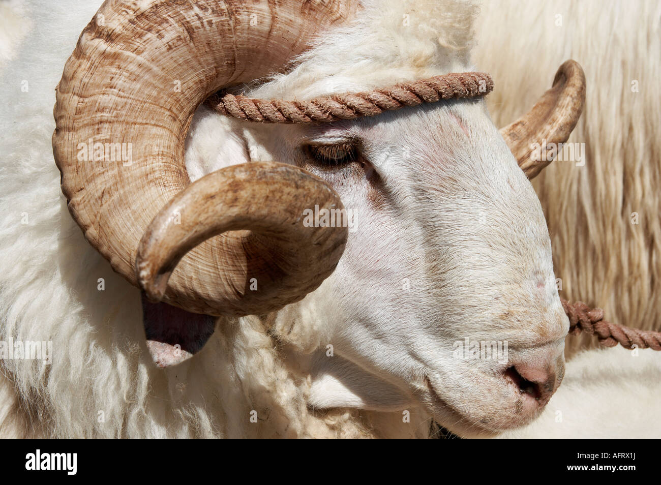 Ram with horns Stock Photo - Alamy
