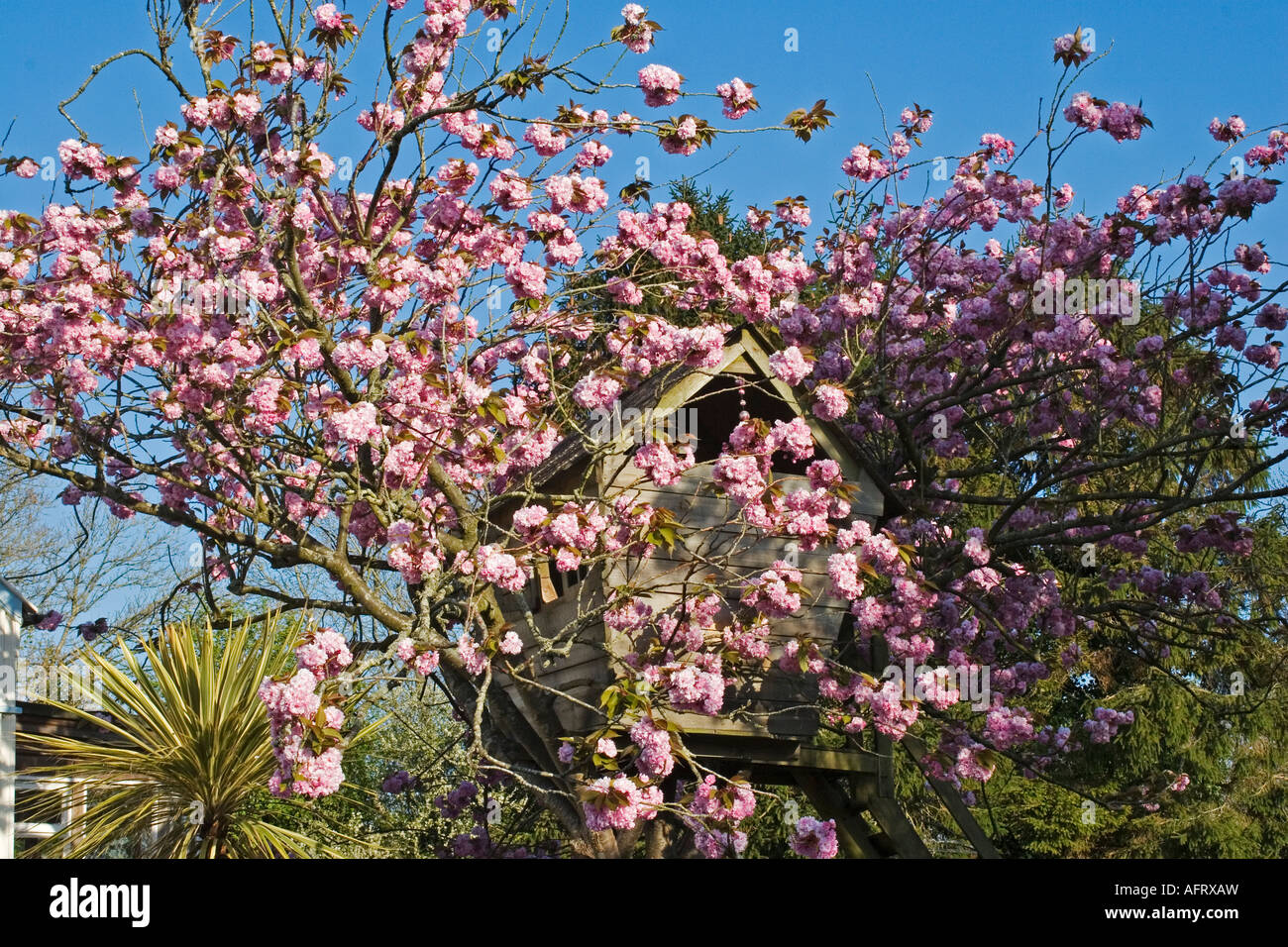 Cherry blossom treehouse hi-res stock photography and images - Alamy