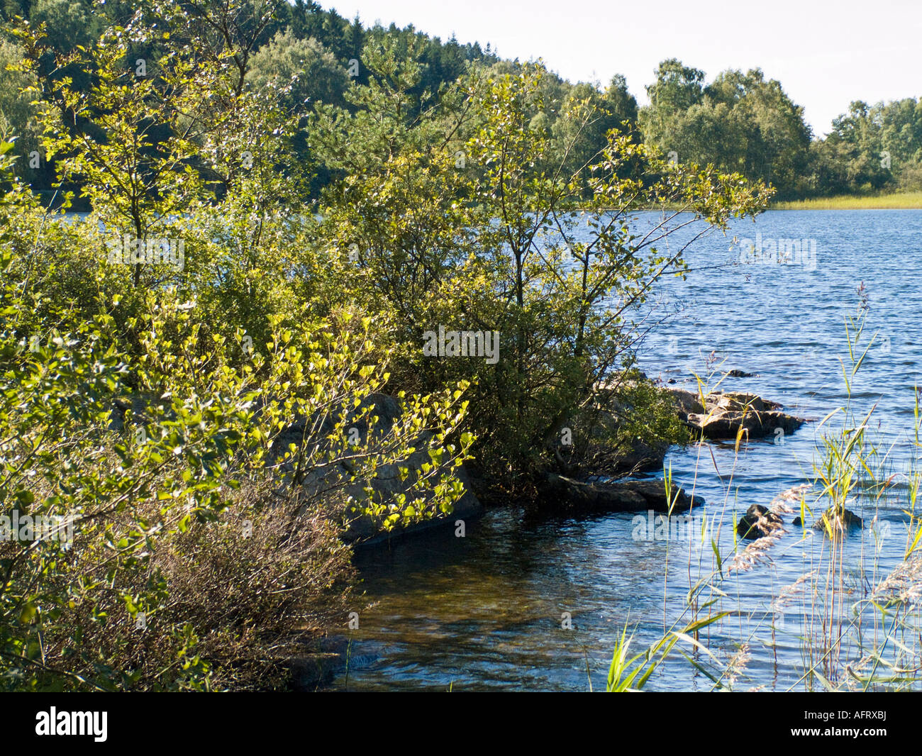Small rocky promontory, with birches and juniper, at edge of lake in ...