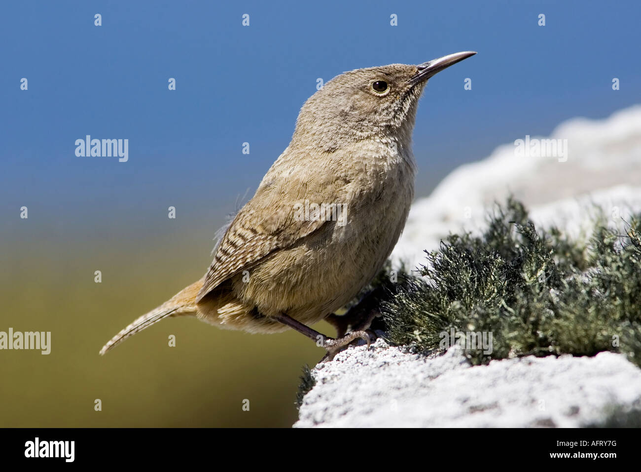 Endemic cobb hi-res stock photography and images - Alamy