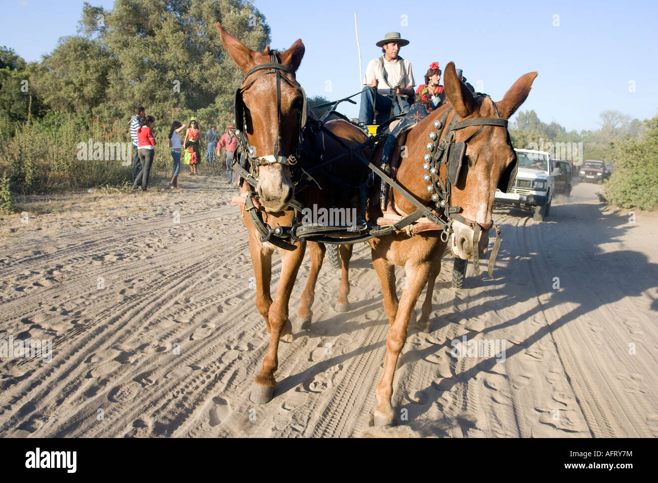Mule drawn carriage going to El Rocio Stock Photo - Alamy