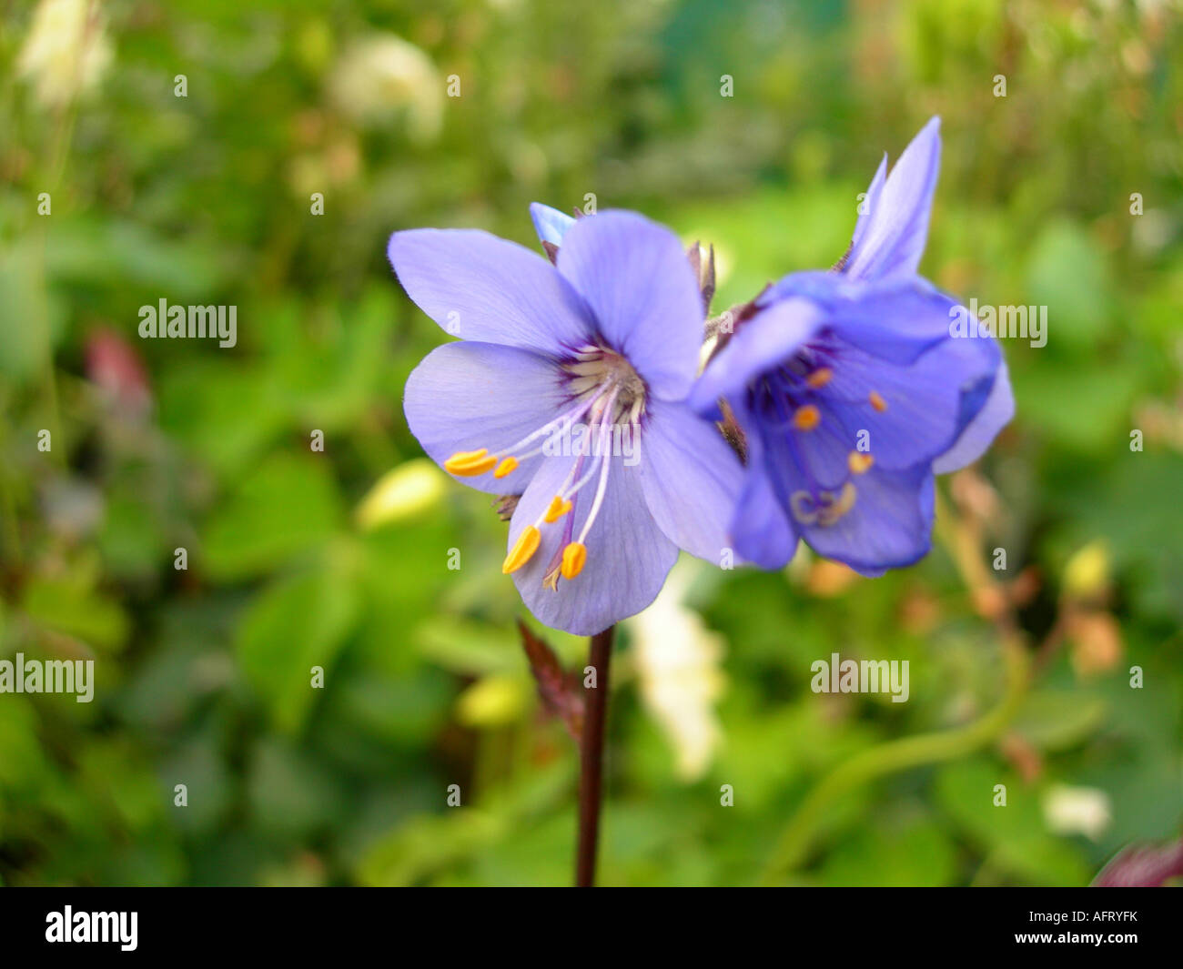 Bold blue flowers hi-res stock photography and images - Alamy
