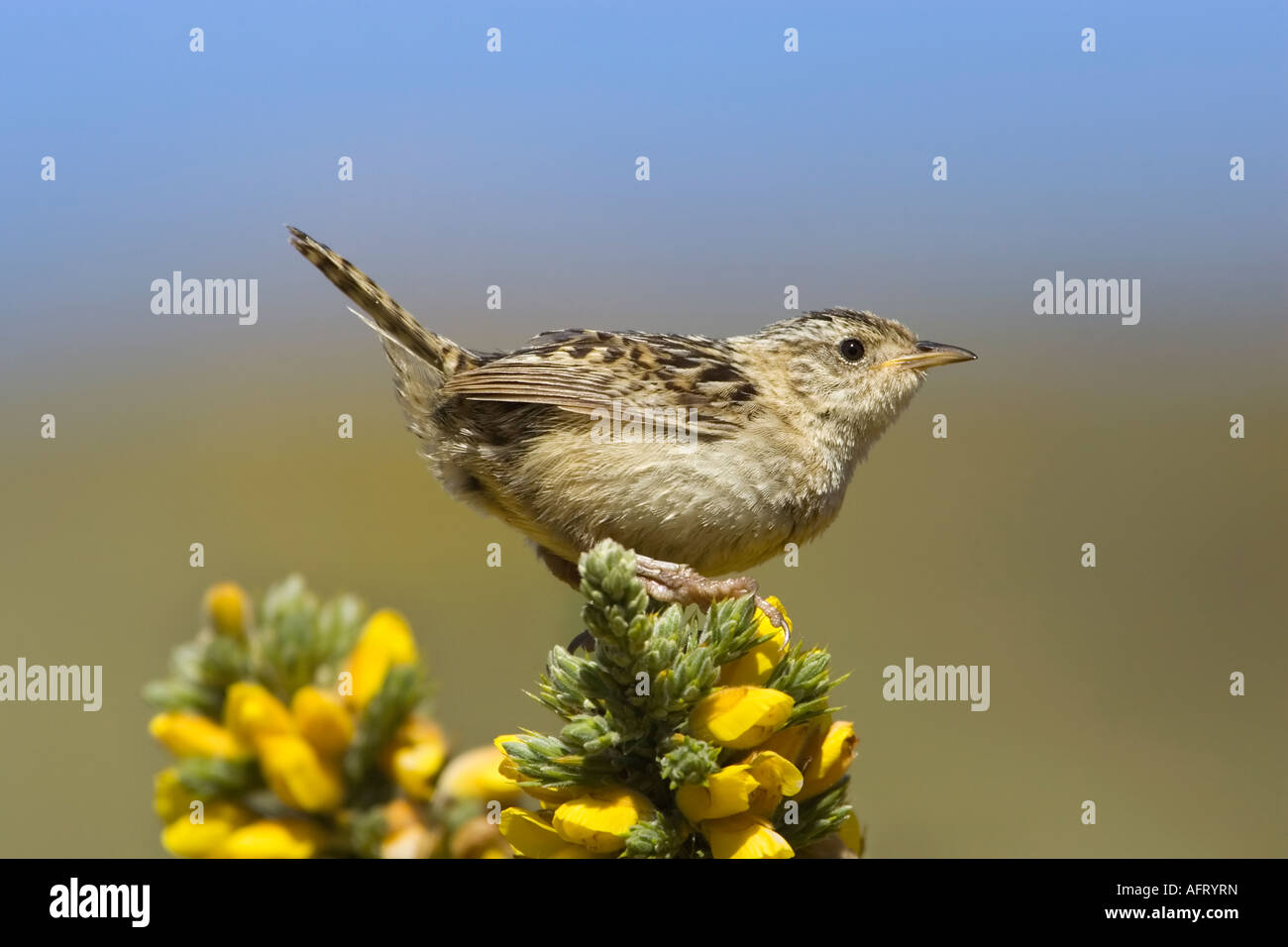 An adult Grass Wren perched in gorse bush Stock Photo - Alamy
