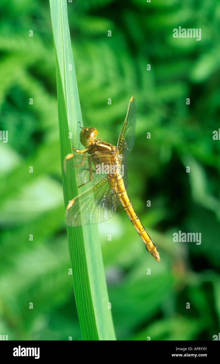 Rush darter hi-res stock photography and images - Alamy