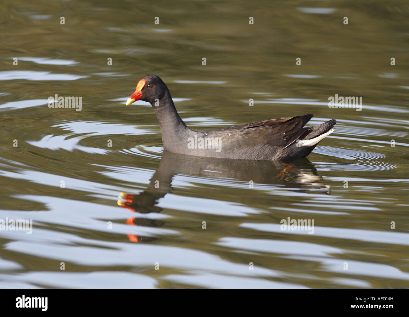 Dusky Moorhen, Australian waterbird Stock Photo - Alamy