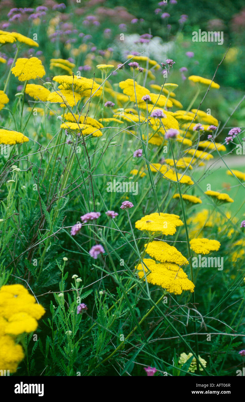 Yellow achillea growing with purple verbena bonariensis in summer ...