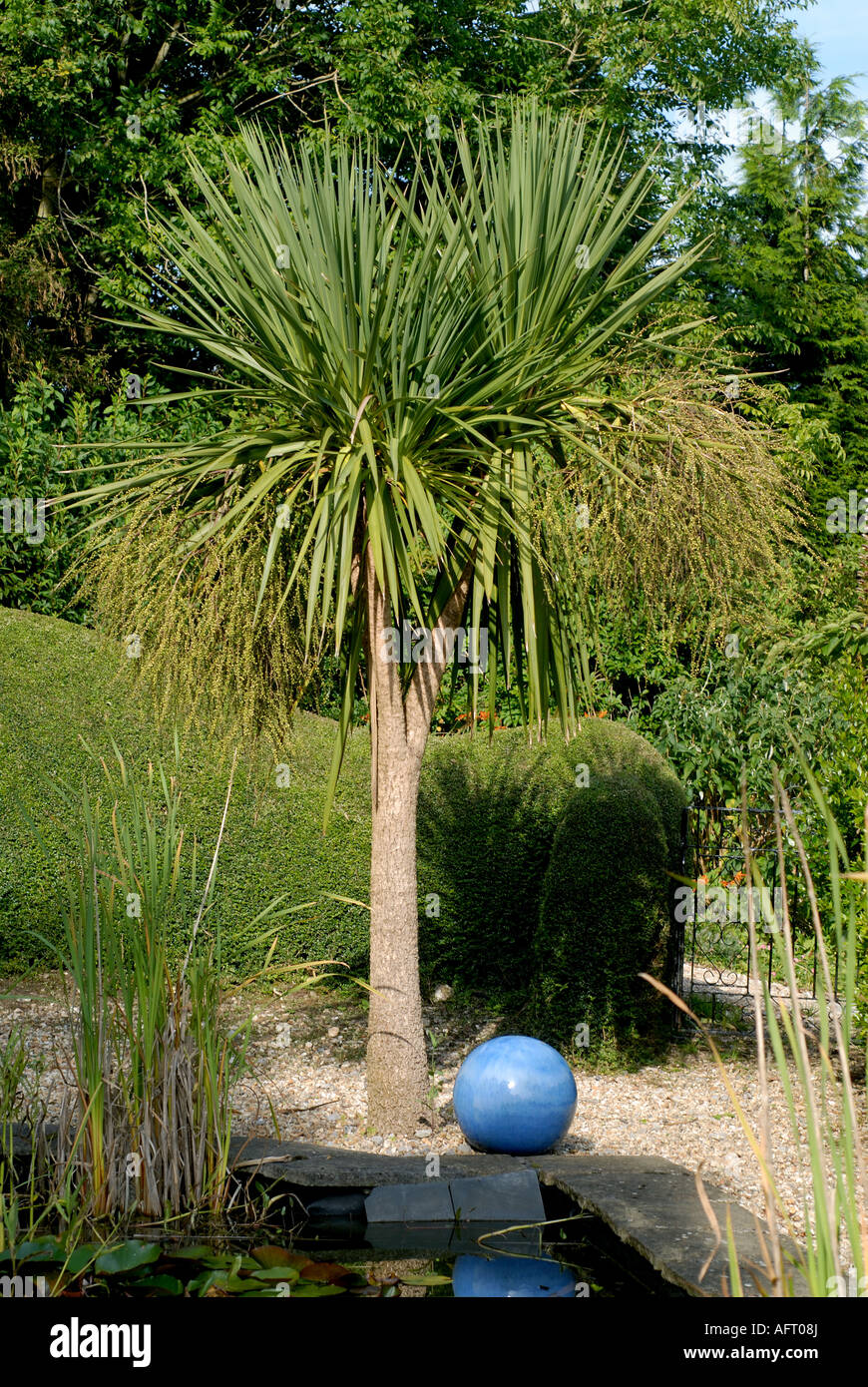 Torbay palm hi-res stock photography and images - Alamy