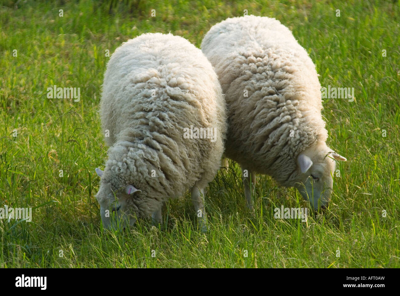 Flog of sheep grazing Stock Photo - Alamy