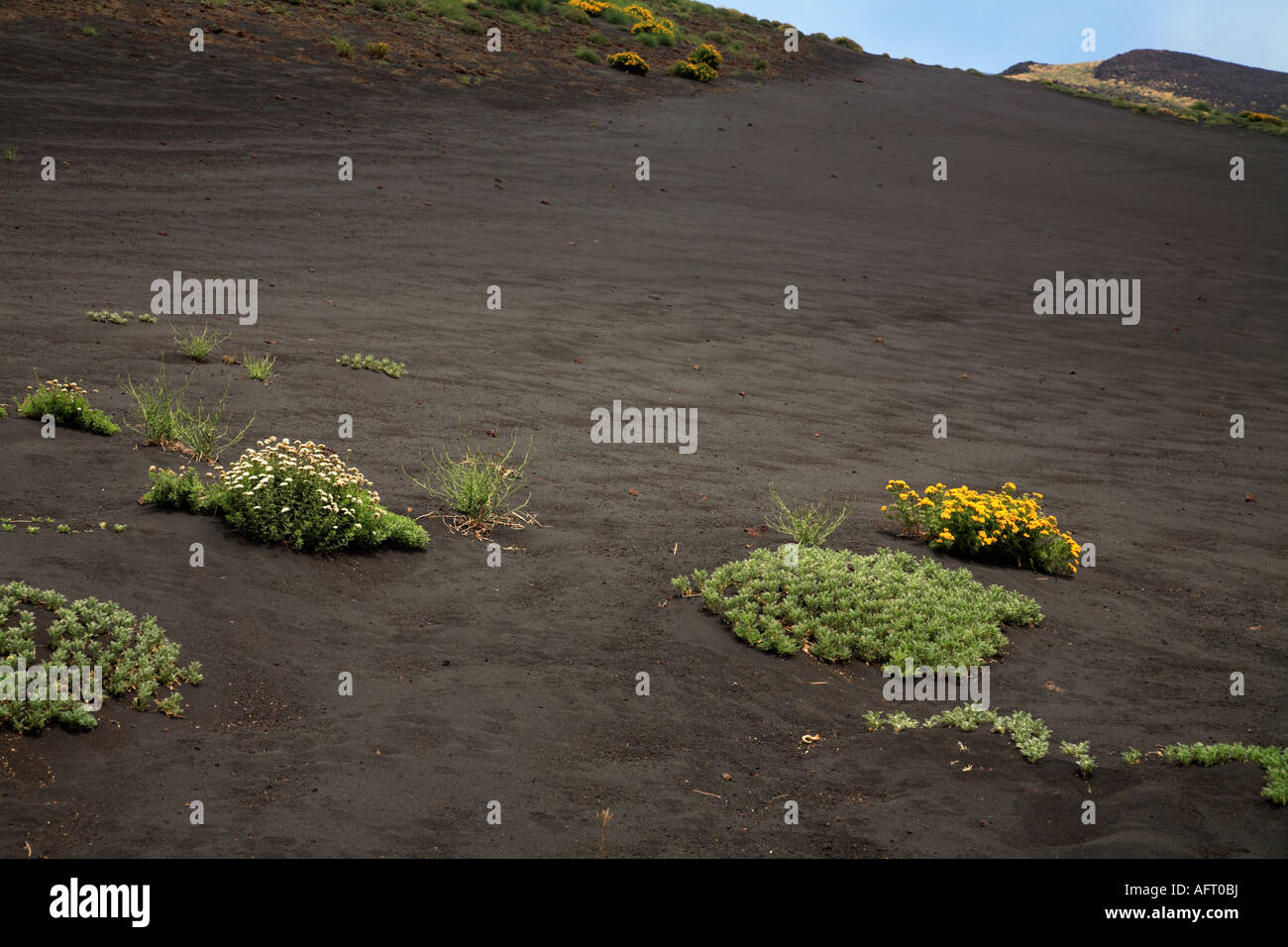 Flowers Grasses Growing on Volcanic Ash Mount Etna Sicily Italy Stock ...