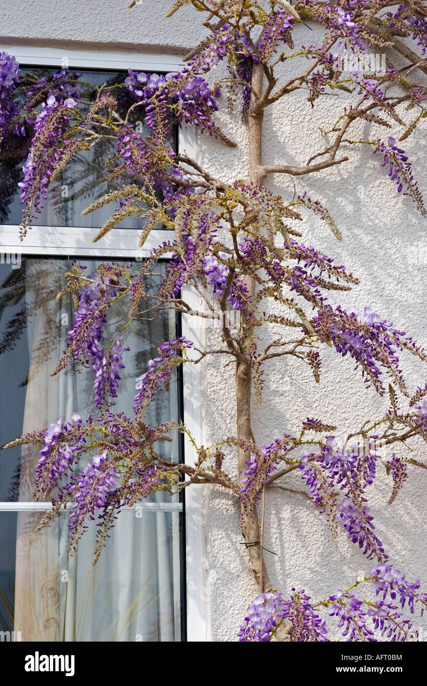 WISTERIA SINENSIS (CHINESE WISTERIA;CHINESE KIDNEY BEAN Stock Photo - Alamy