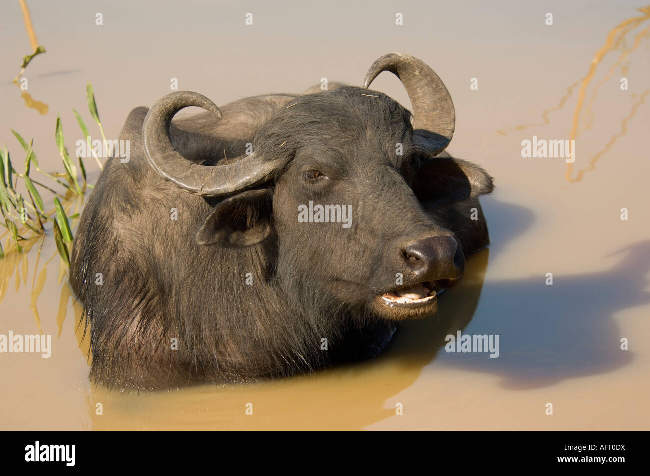 Buffalo in water Pantanal Brazil Stock Photo - Alamy