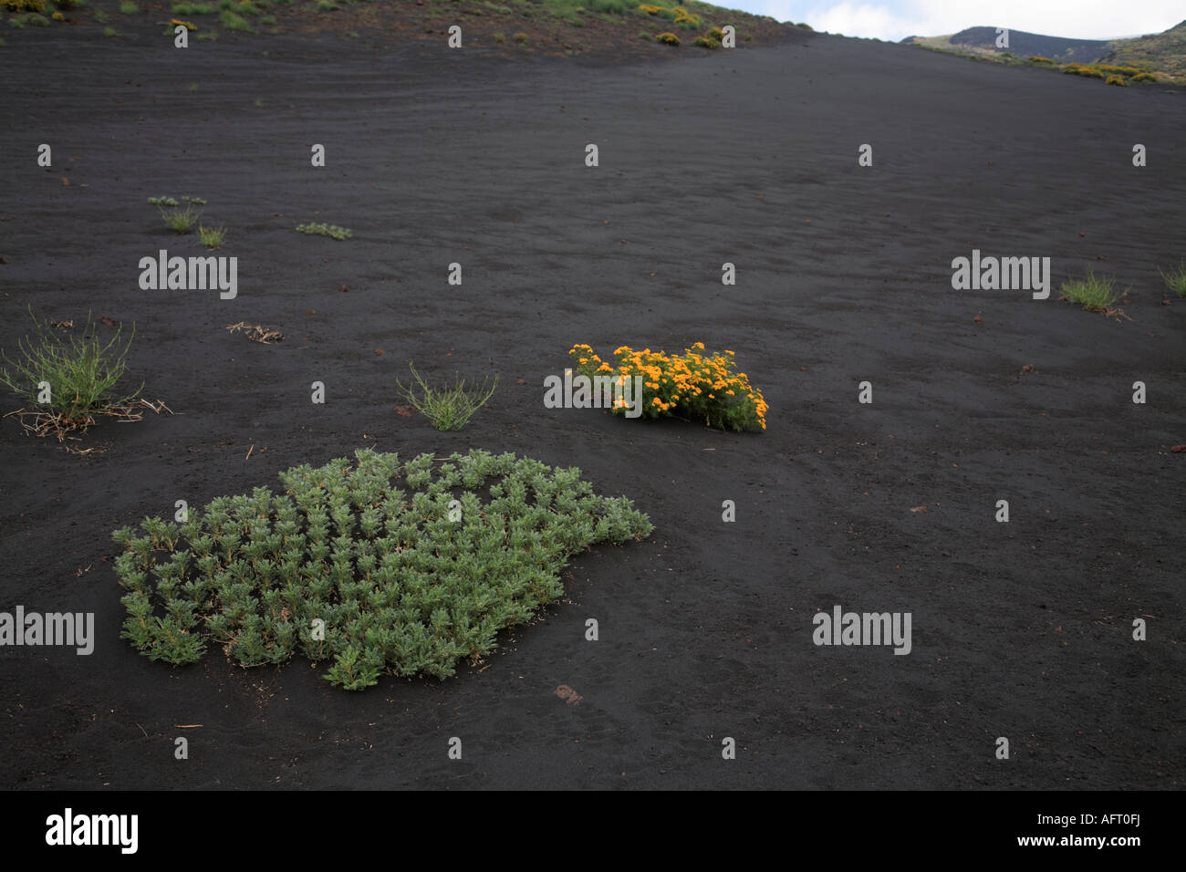 Flowers & Grasses Growing on Volcanic Ash Mount Etna Sicily Italy Stock ...