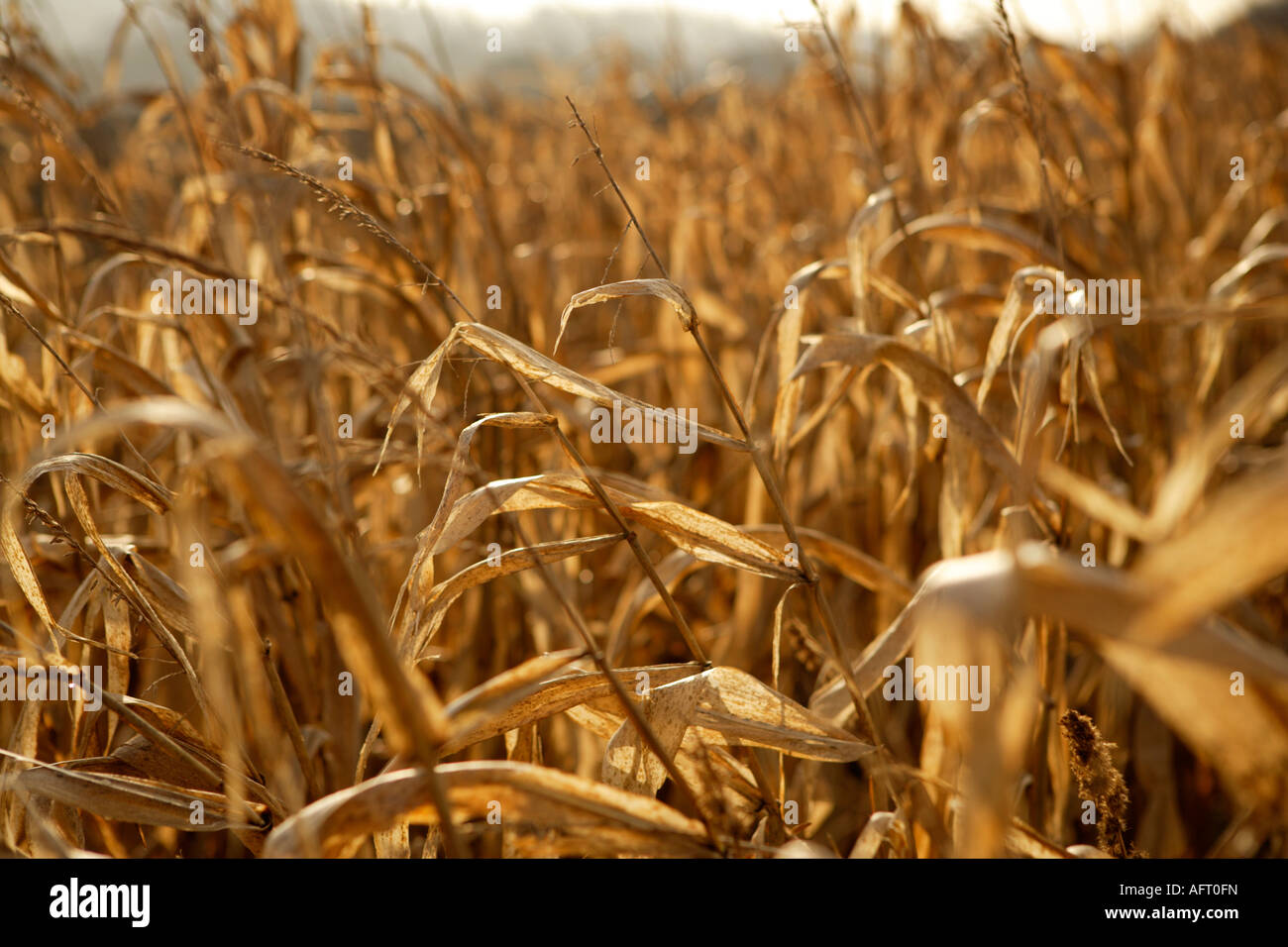 Close UP, Field Of Dried/Withered Corn Plants Stock Photo - Alamy