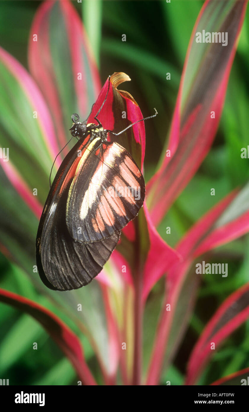 Heliconiidae hi-res stock photography and images - Alamy