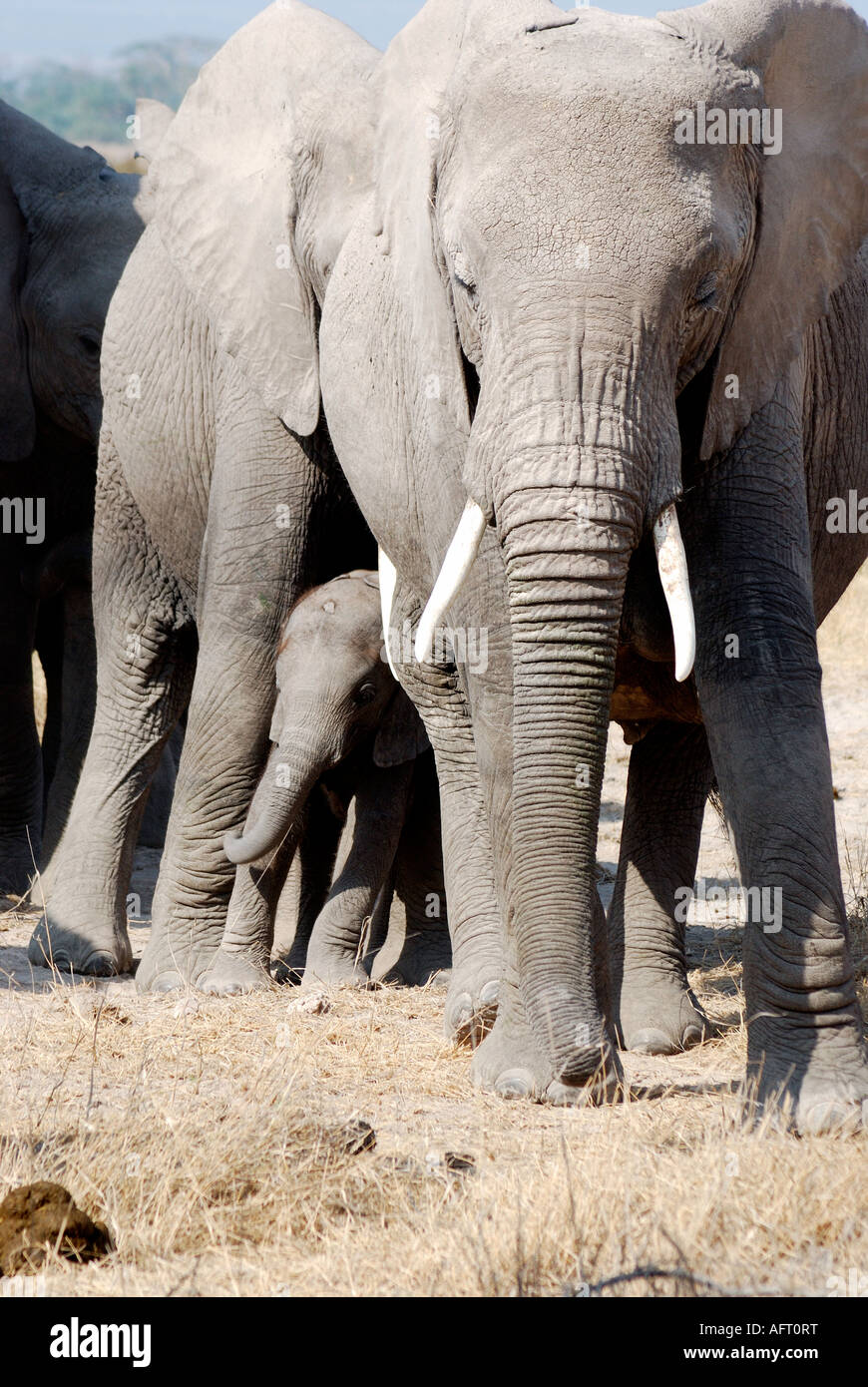 An elephant calf squeezing between the legs of adults in Amboseli ...