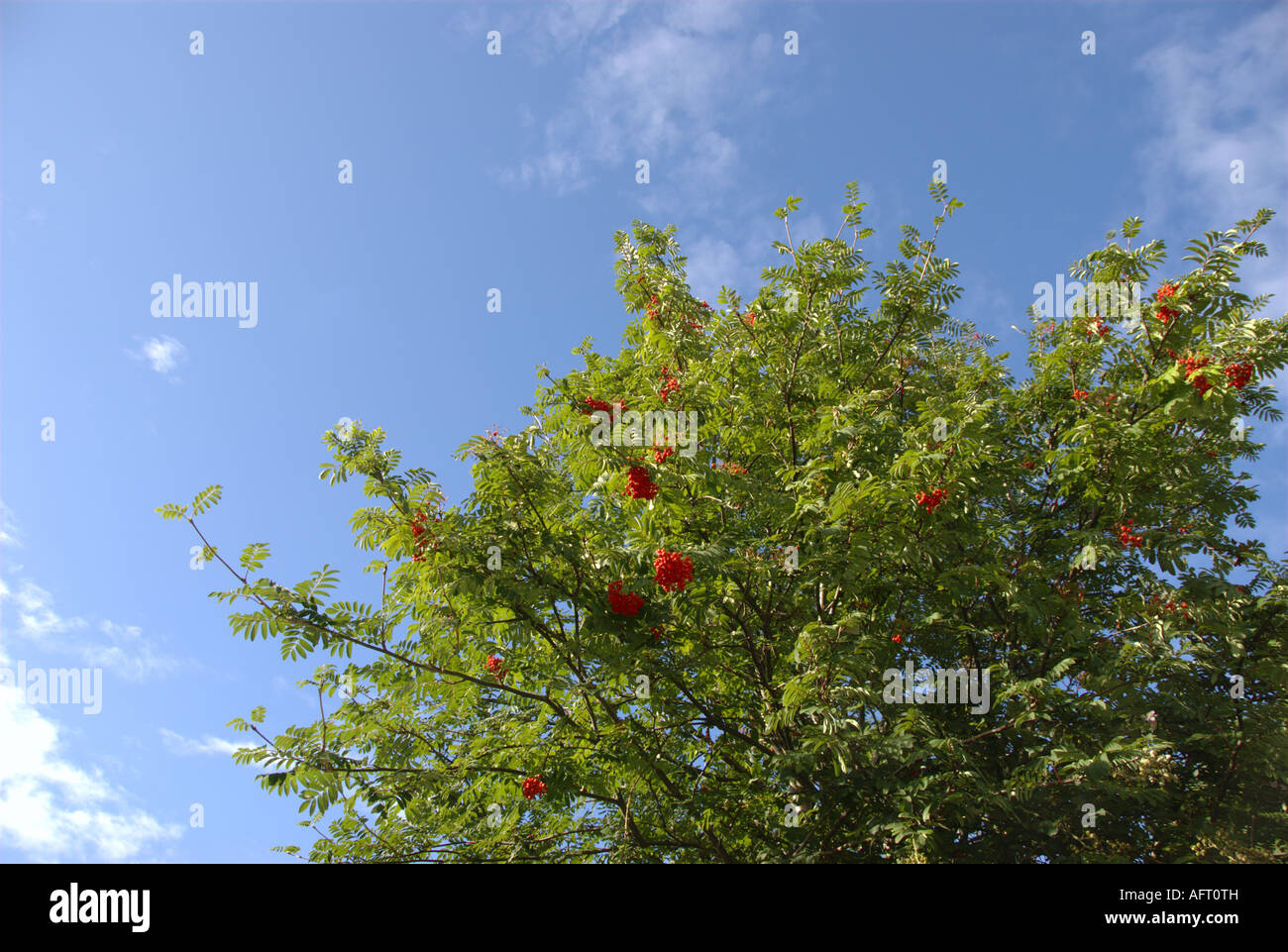 Ruth berry hi-res stock photography and images - Alamy