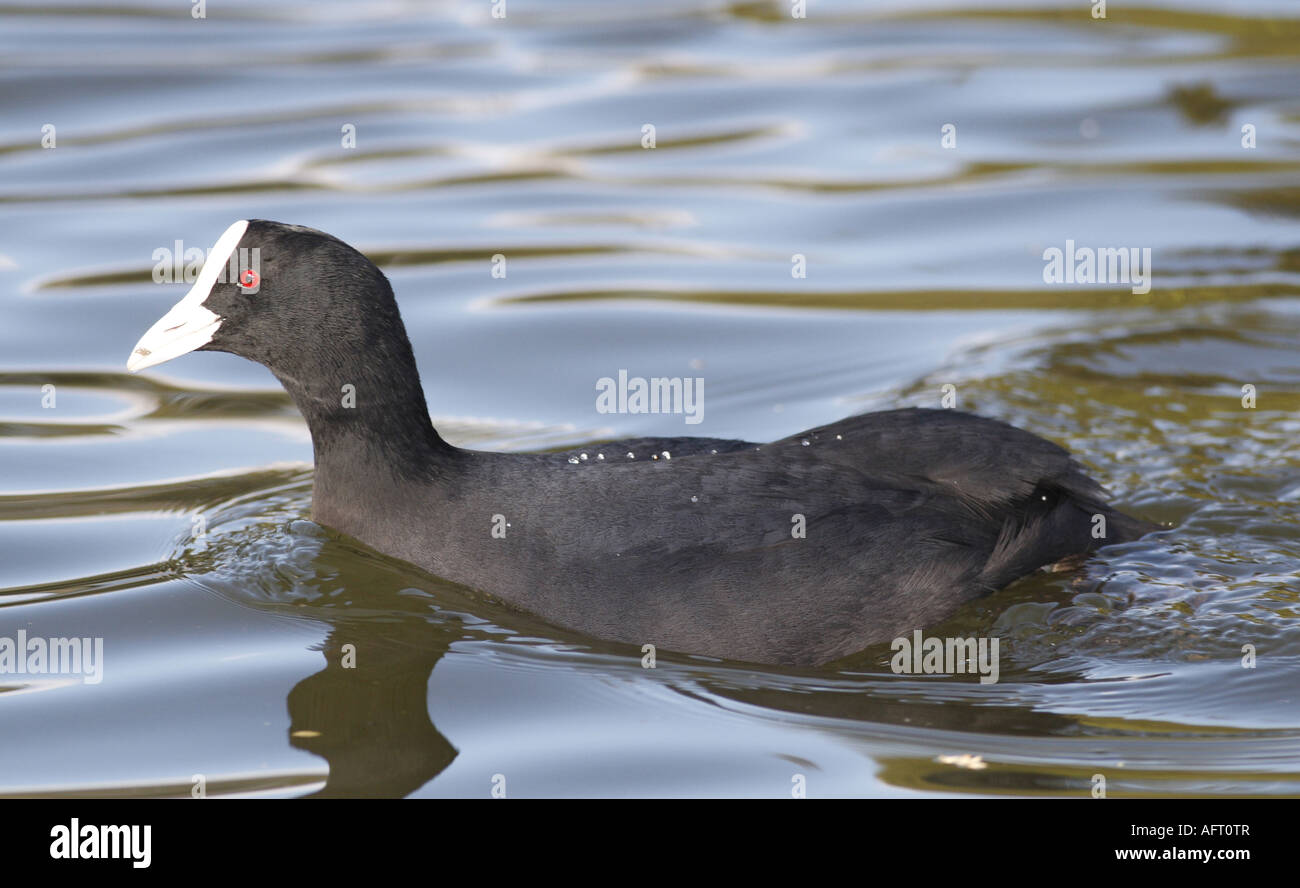 Eurasian coot, Australian waterbird Stock Photo - Alamy