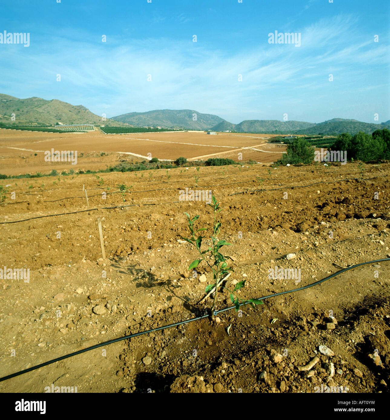 Orange orchard irrigation hi-res stock photography and images - Alamy