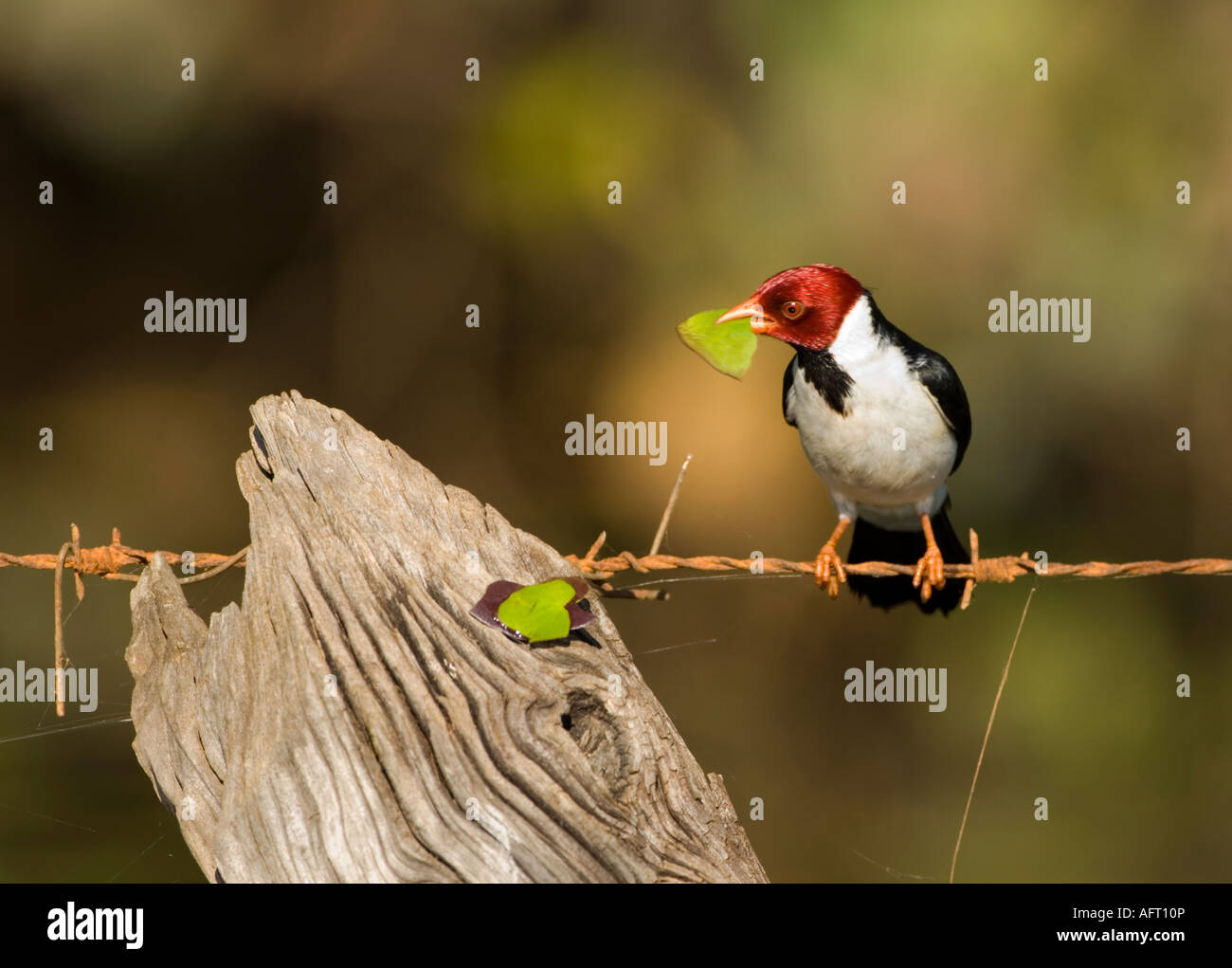 Red-capped cardinal with cut leaf Paroaria gularis Pantanal Brazil ...