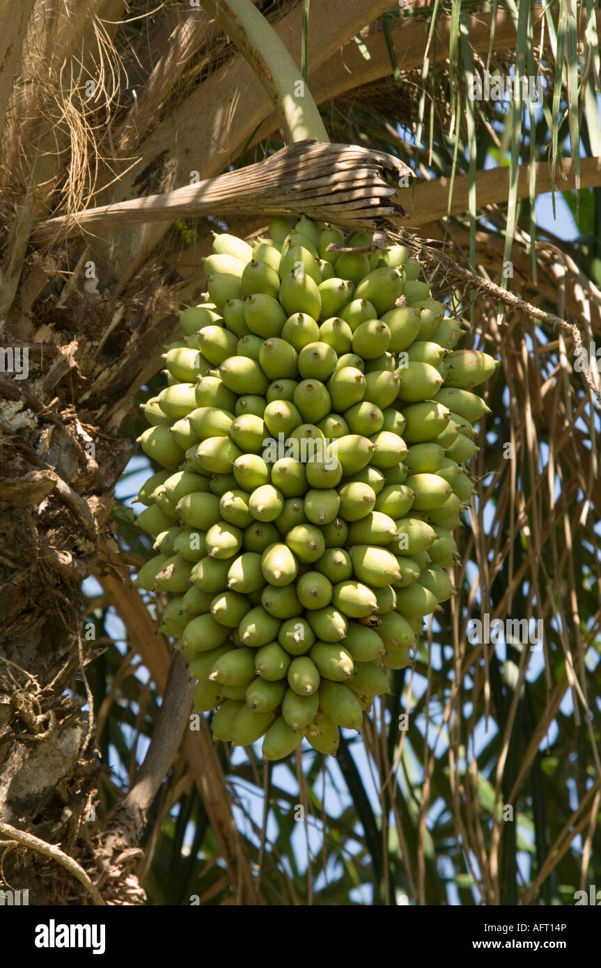 Palm tree fruit Pantanal Brazil Stock Photo - Alamy