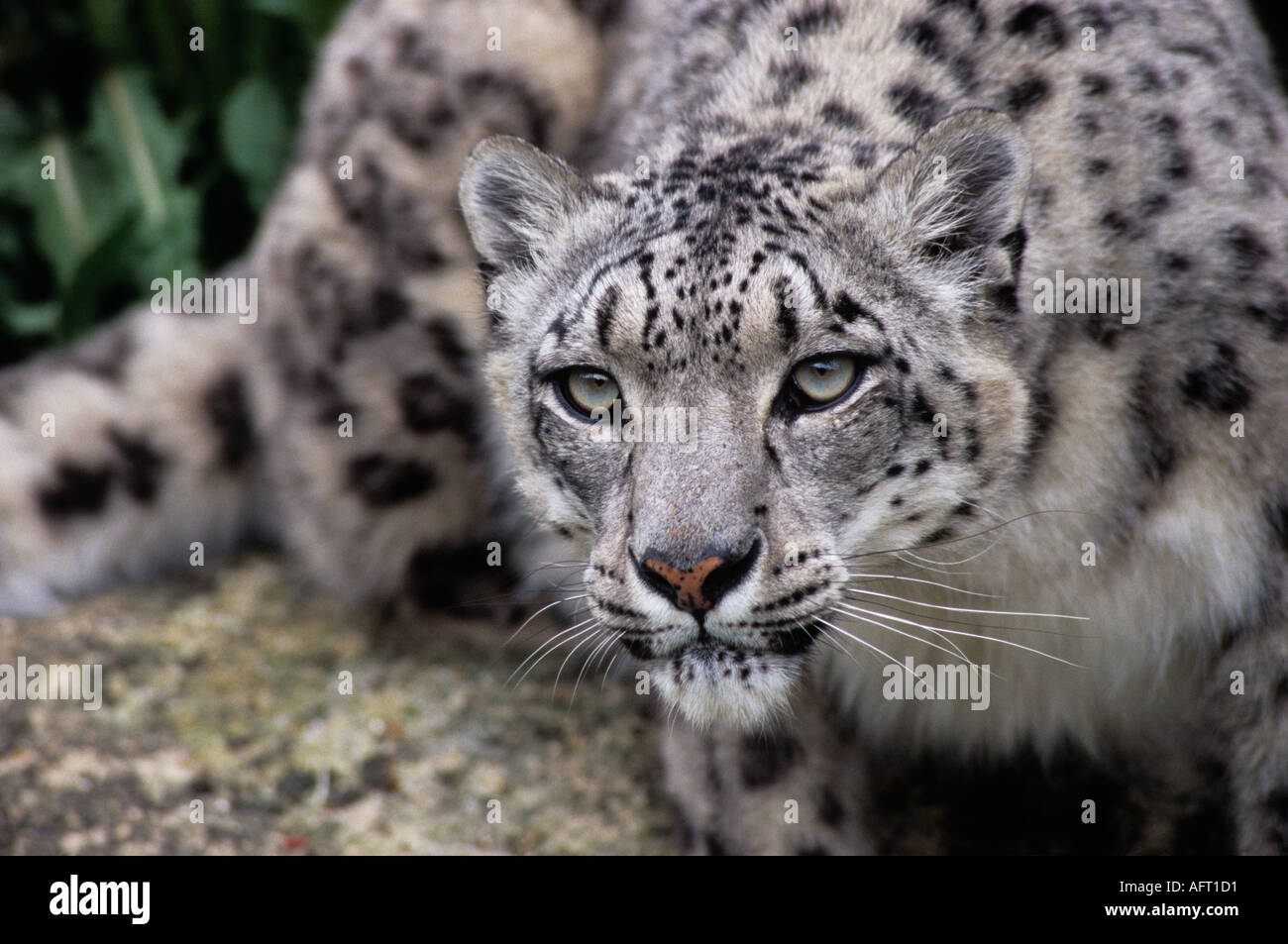 Snow Leopard staring Stock Photo - Alamy